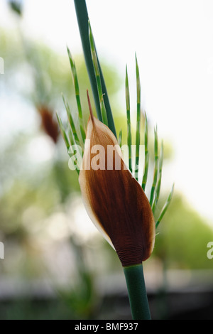 Horsetail Restio (Elegia capensis), broom, Restionaceae Stock Photo - Alamy