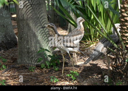 Bush stone curlew brisbane queensland, australia Stock Photo - Alamy
