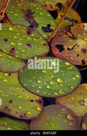 Water lily, Okavango Delta, Botswana, Africa Stock Photo - Alamy