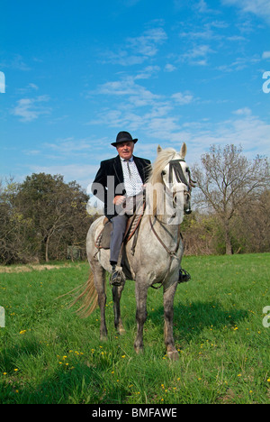 France, Cow Camargue, herd Stock Photo - Alamy