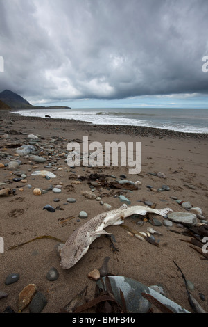 A Dead Dogfish Washed up on the Beach in the Estuary at Traeth Dulas on ...