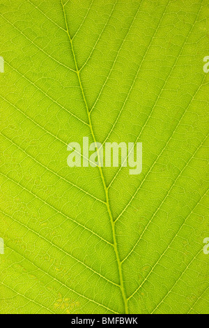 close up of texture of leaf Stock Photo - Alamy