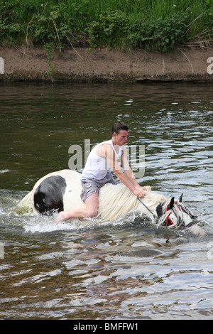 A gypsy boy swimming a horse at the Appleby Horse Fair, Appleby-In ...
