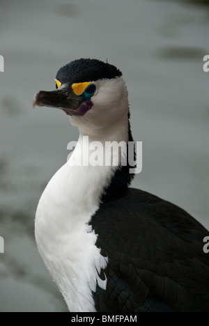 Pied Cormorant, Pied Shag (Phalacrocorax varius), with bill open ...