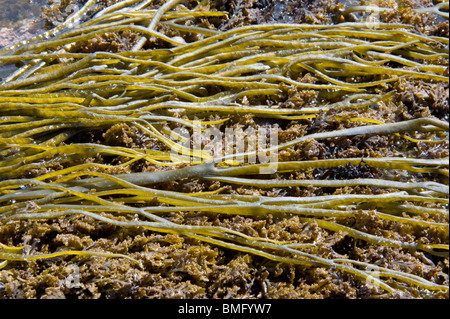 Bootlace seaweed Chorda filum Craster coast at low tide Northumberland ...