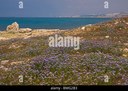 Cyprus Paphos, pafos, beach, spring flowers Stock Photo - Alamy