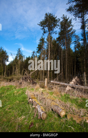 Deforestation, Nether Silton Woods, North York Moors, England Stock ...