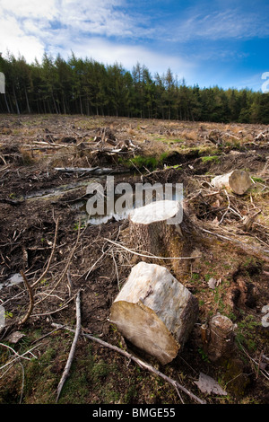 Deforestation, Nether Silton Woods, North York Moors, England Stock ...