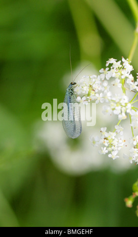 Blue Lacewing, Chrysopa perla, Chrysopidae, Neuroptera Stock Photo - Alamy