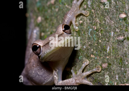 Young invasive Cuban tree frog, red eyes, and reflection, on top of a ...