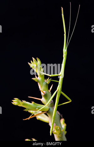 Walking stick insect - Los Novios Ranch - near Cotulla, Texas USA Stock ...