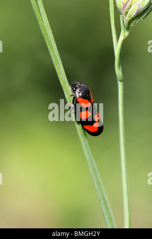 Froghopper (Cercopis vulnerata) Homoptera Cercopidae nymphs in foam ...
