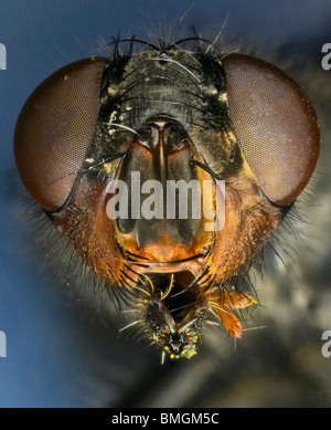 Extreme closeup of a detail of a fly's face. Common House fly, musca ...