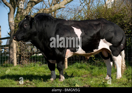 British Blue bull showing classic double muscle that the breed is noted ...
