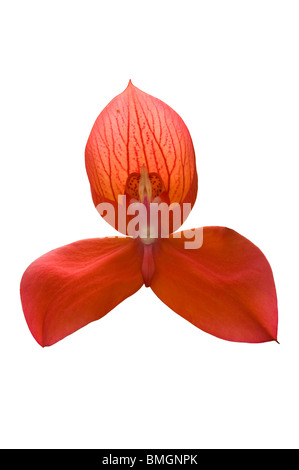 red disa (Disa uniflora Stock Photo - Alamy