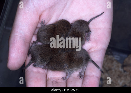Rescued baby wood mice Apodemus sylvaticus in childs hand. England ...