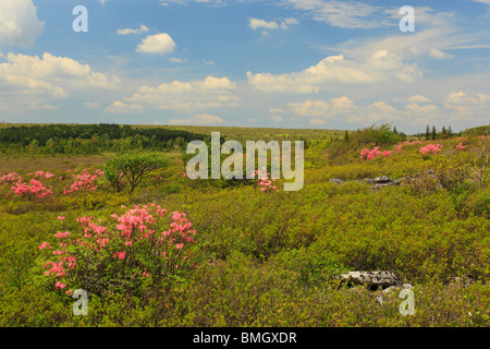 Wild Pink Azaleas, Dolly Sods Wilderness Scenic Area, Hopeville, West ...