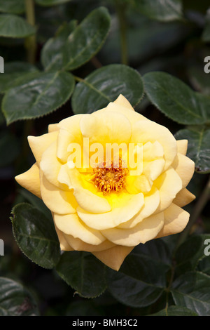 Rose Arthur Bell Stock Photo - Alamy