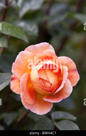 Rose Pat Austin, David Austin Roses, England, UK Stock Photo - Alamy