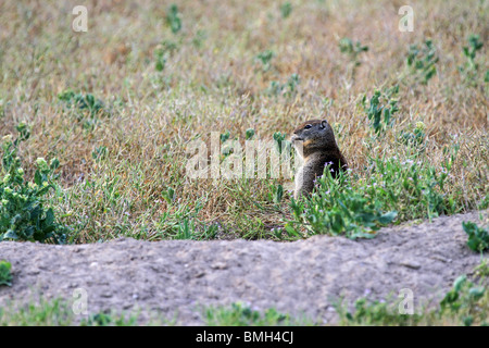 Ground squirrel or Utah potgut sitting outside of burrow den eating dry ...