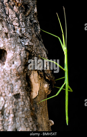 Walking stick insect - Los Novios Ranch - near Cotulla, Texas USA Stock ...