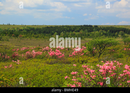 Wild Pink Azaleas, Dolly Sods Wilderness Scenic Area, Hopeville, West ...