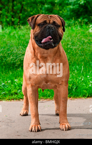 Dog Bullmastiff / adult walking in a field Stock Photo - Alamy