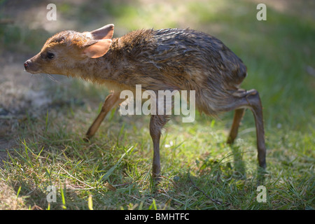Muntjac Deer (Muntiacus reevesi). Newly born fawn, finding its feet and ...