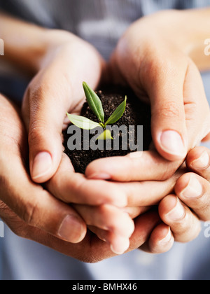 Sapling in hands Stock Photo - Alamy