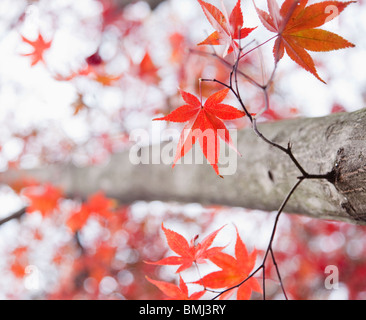 Low angle view of a maple tree, Shalimar Bagh, Srinagar, Jammu And ...