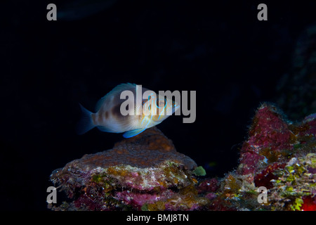 Barred hamlet fish (Hypoplectrus puella) underwater in the caribbean ...