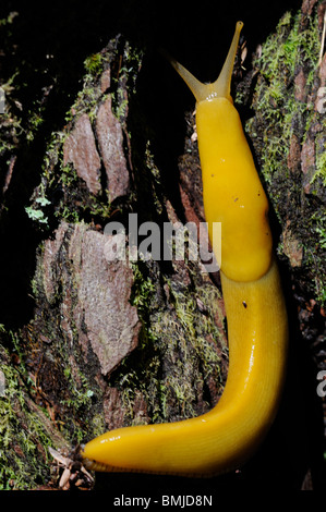 Stock photo of a banana slug climbing the trunk of a giant redwood tree ...