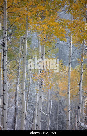 Aspen trees, Bow Valley, Banff National Park, Alberta Stock Photo - Alamy