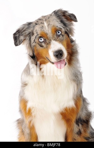 Australian Shepherd with tongue out sitting in a vibrant field of red ...
