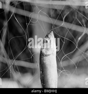 Square Close up of fishing nets Stock Photo - Alamy