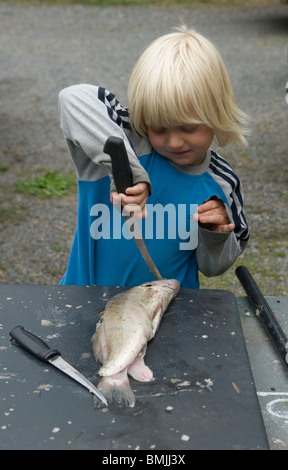 fish, cutting, preparation, fishes, preparations Stock Photo - Alamy
