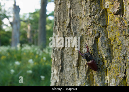 stag beetle on a tree trunk. shallow depth of field Stock Photo - Alamy