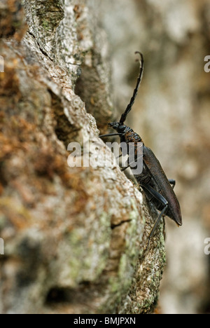 Beetles on oak tree Stock Photo - Alamy