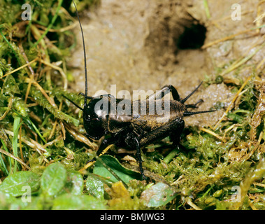 field cricket (Gryllus campestris), at the den, Austria Stock Photo - Alamy