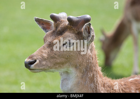 A young stag with his first antler growth Stock Photo - Alamy
