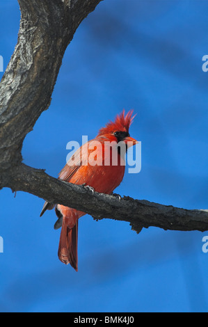 A male cardinal perched on a tree branch Stock Photo - Alamy