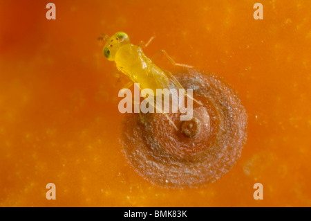 Aphytis wasp parasite stinging red scale pest Stock Photo - Alamy