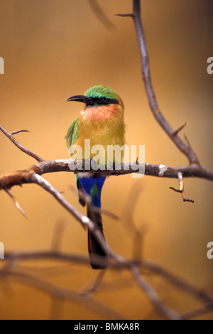 Kenya. Red-throated bee eater (Merops bullocki Stock Photo - Alamy