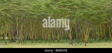 Panoramic view of Yellow fever tree, Acacia xanthophloea, Lake Nakuru ...
