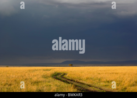 Storm clouds and road across gassy plains of the Masai Mara Game ...