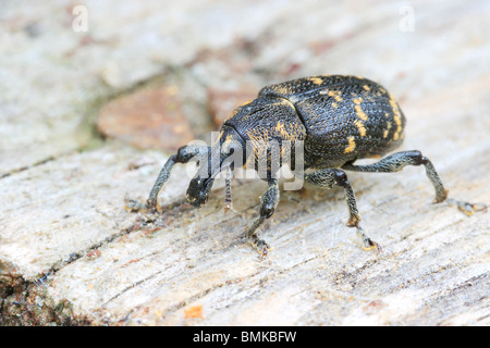 Large pine weevil (Hylobius abietis) in flight on the shoots of a ...