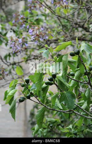 Ficus carica, Common fig tree coming into fruit, Almanzora Valley ...