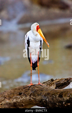 white stork standing on a log Stock Photo - Alamy