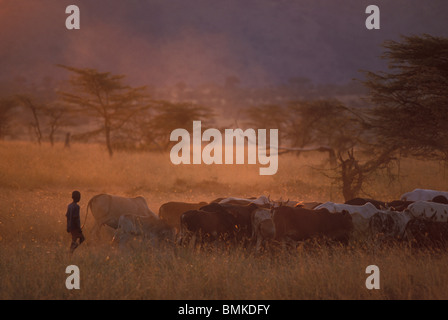 A young African herd boy walking with his cattle and brandishing a long ...