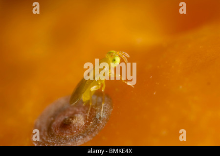 Aphytis wasp parasite stinging red scale on orange Stock Photo - Alamy